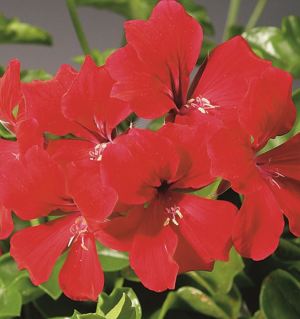 Breeders Seeds Ltd Annual Seeds Geranium Tornado F1