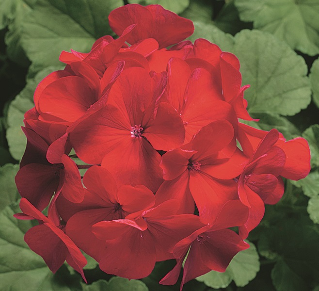 Geranium Pinto Premium Deep Red